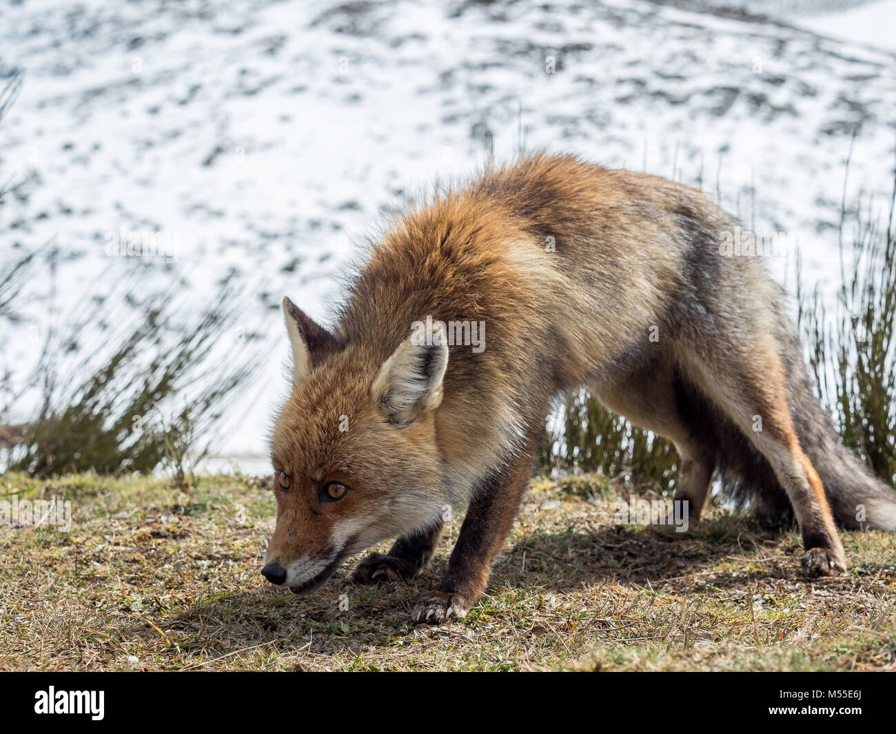 Cute red fox (Vulpes vulpes) ready to hunt Stock Photo - Alamy