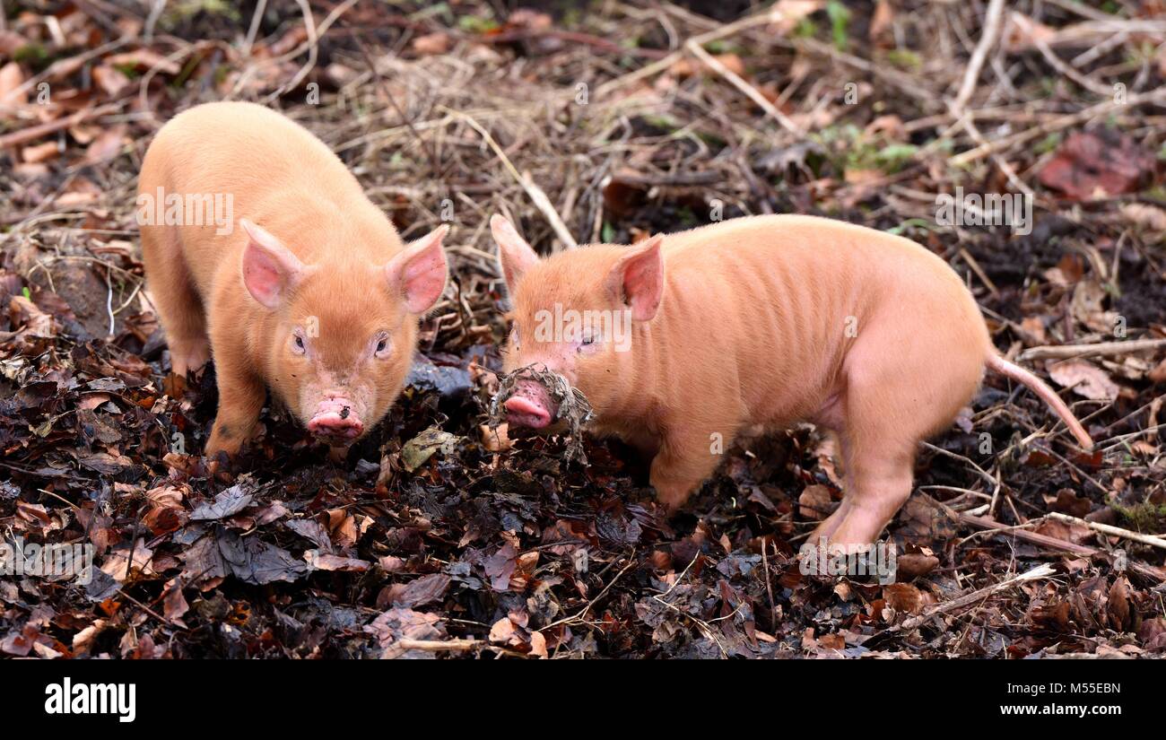Piglets cute hi-res stock photography and images - Alamy