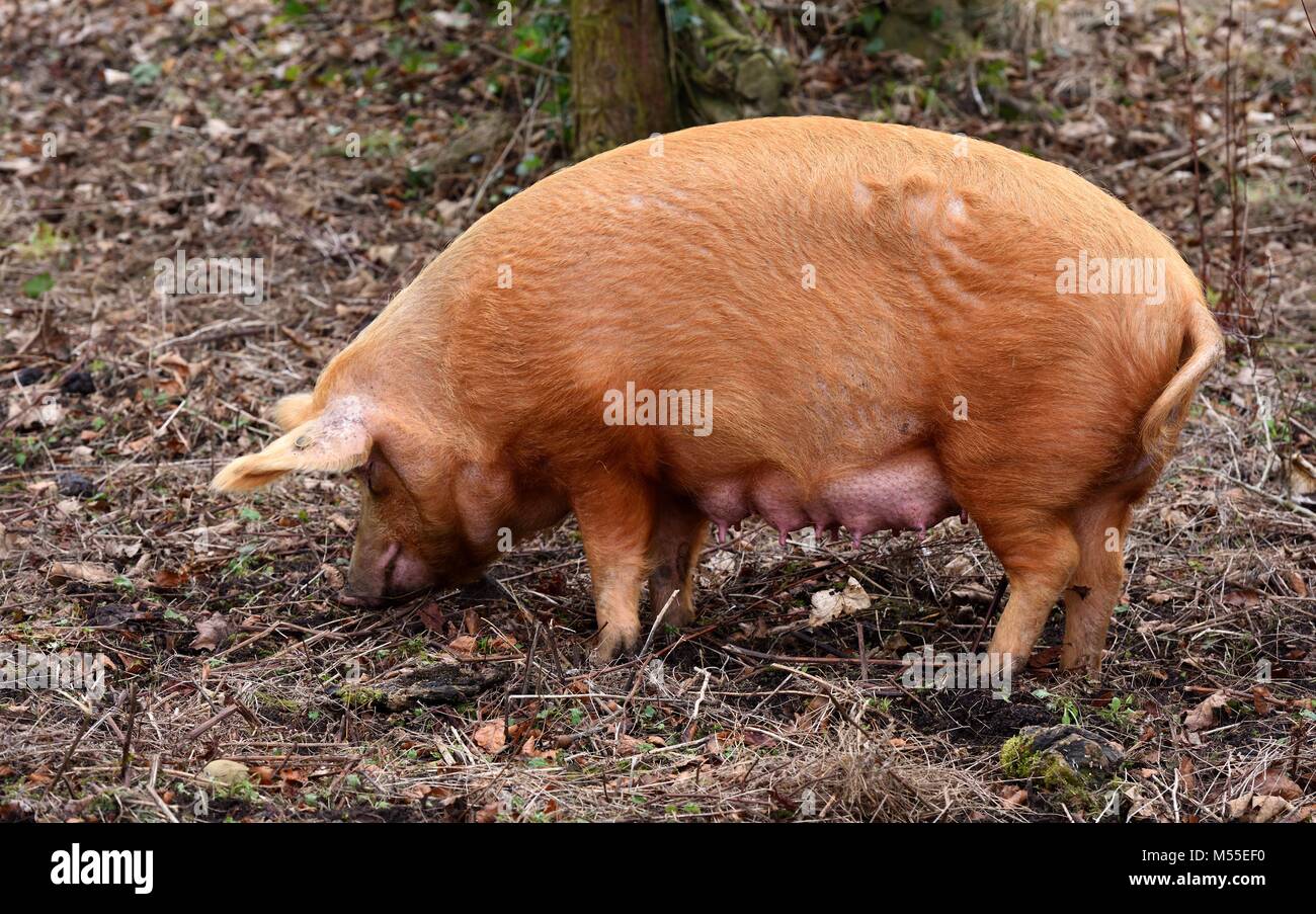 Tamworth pig hi-res stock photography and images - Alamy