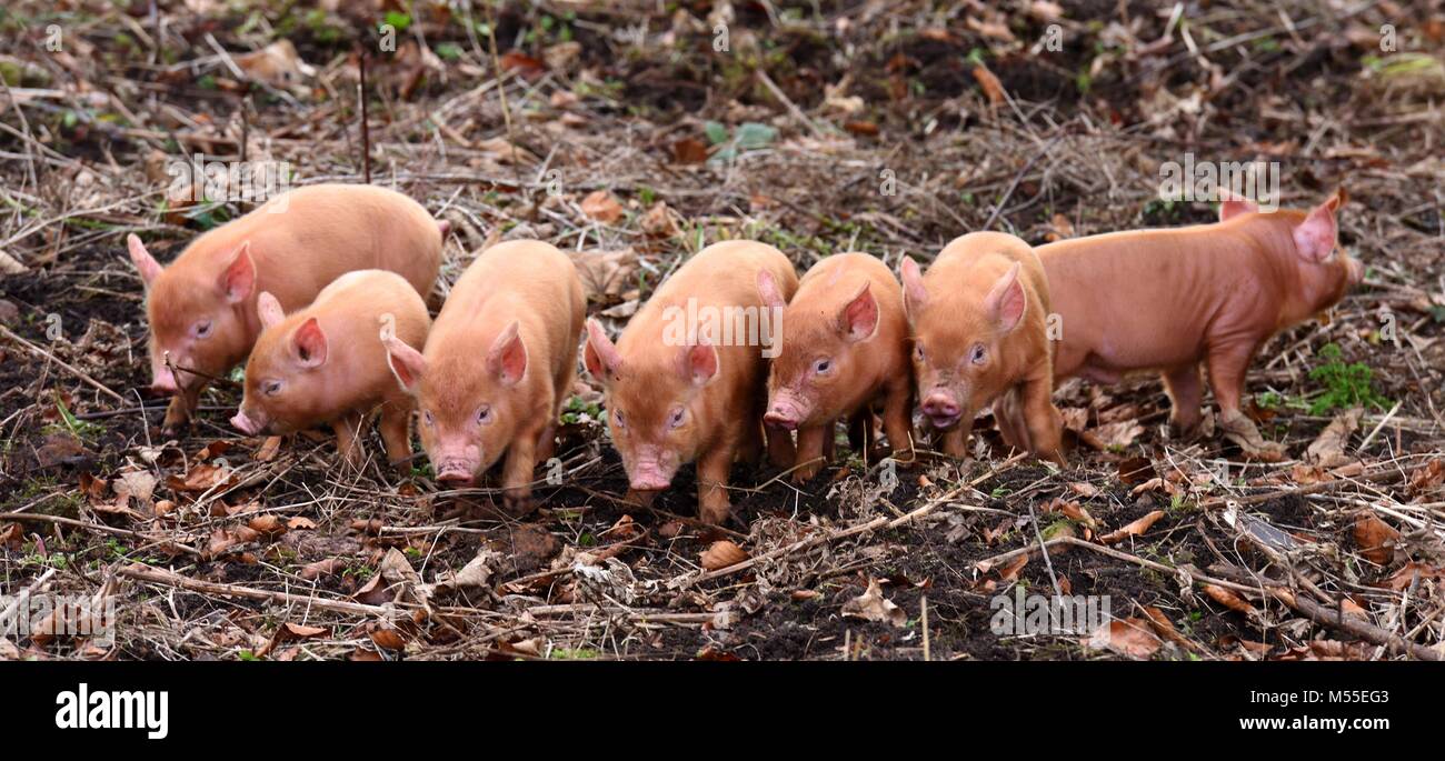 Tamworth pig and piglets hi-res stock photography and images - Alamy