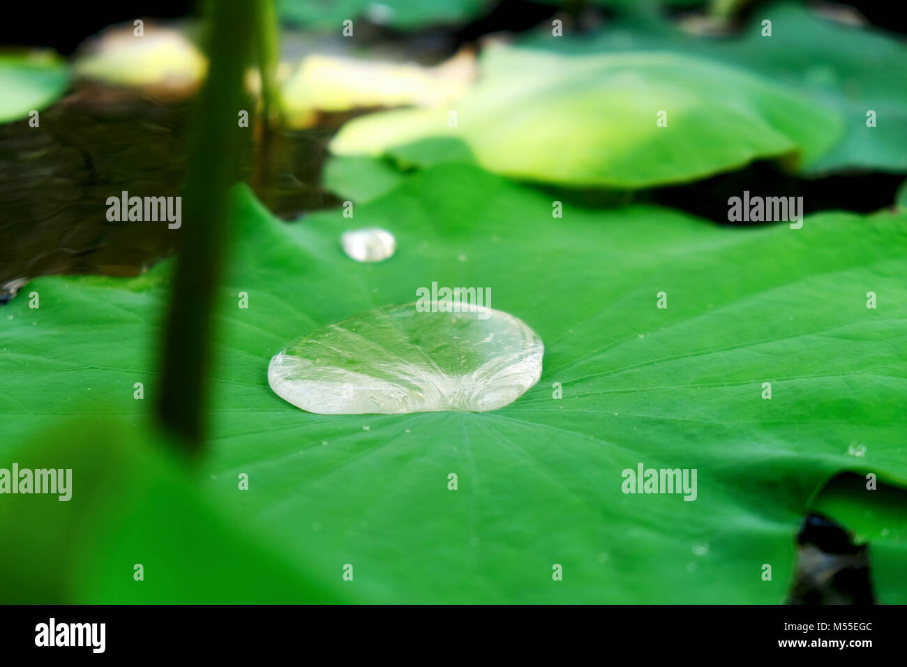 Water drops on lotus flower hi-res stock photography and images - Alamy