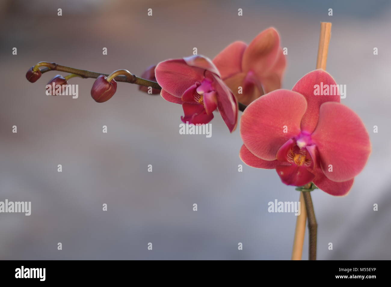 New orchid stem growing hi-res stock photography and images - Alamy