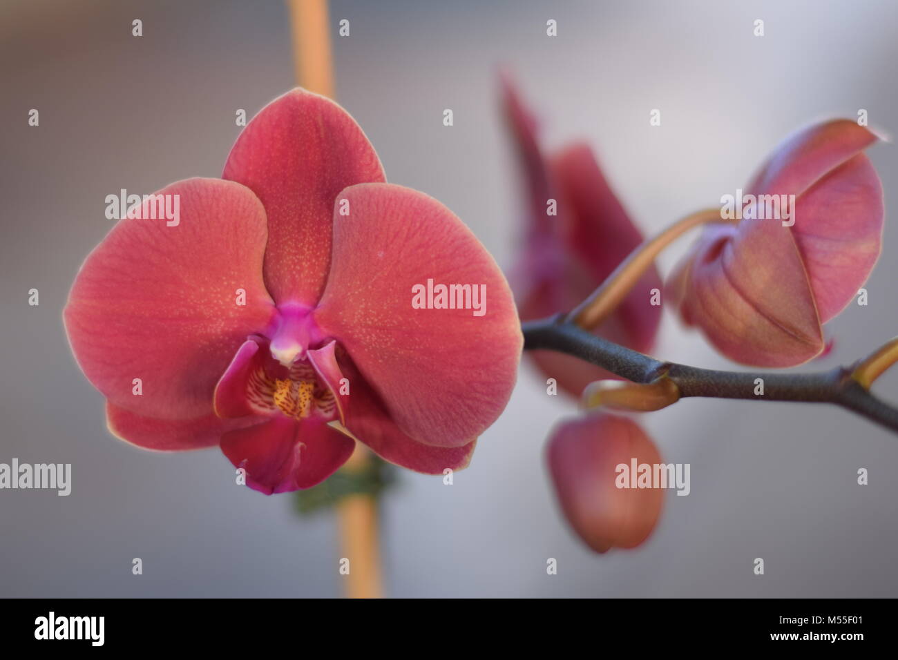 New orchid stem growing hi-res stock photography and images - Alamy