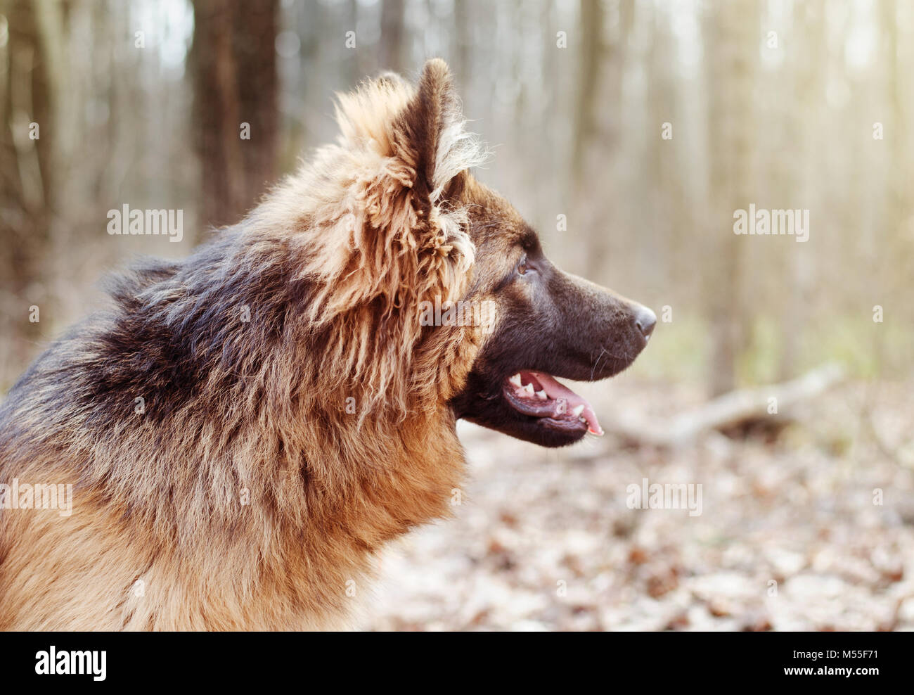 Portrait of Adorable Young Fluffy German Shepherd Dog in the Forest ...
