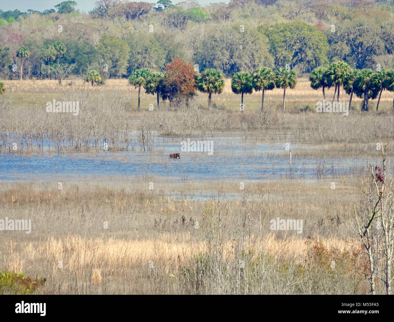 Feral Horse High Resolution Stock Photography and Images - Alamy