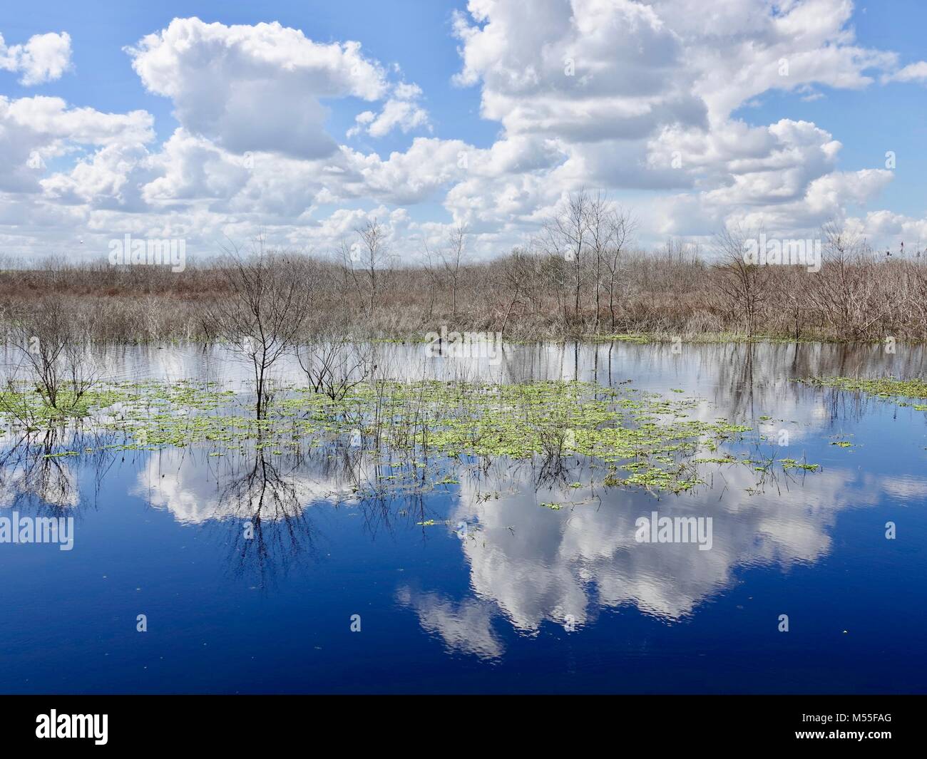 Clouds and scrubby plants reflected in marshy fresh water. Wide expanse ...