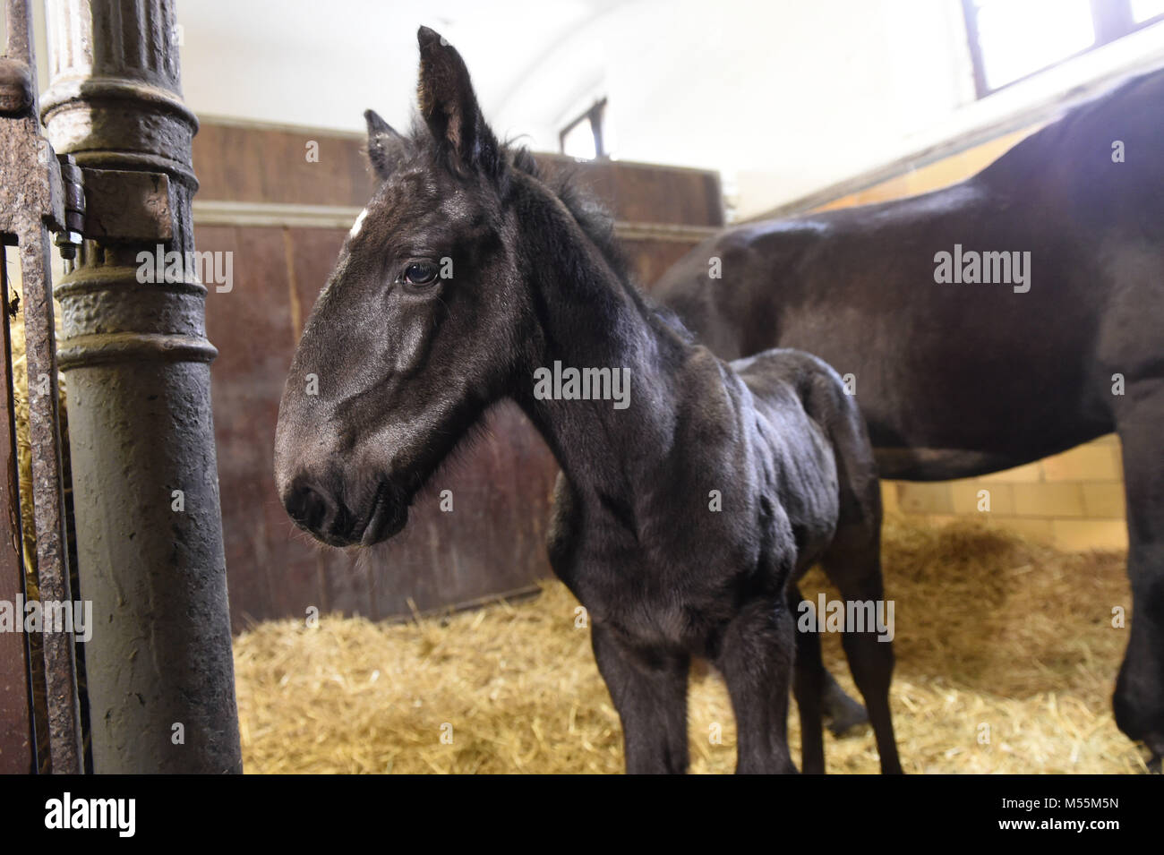 Slatinany, Czech Republic. 20th Feb, 2018. The first foal of the ...