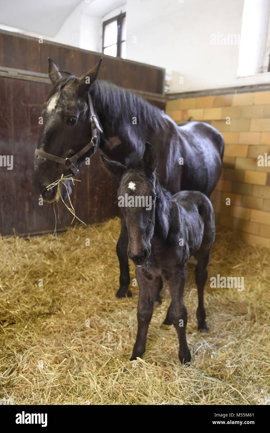 Slatinany, Czech Republic. 20th Feb, 2018. The first foal (right) of ...