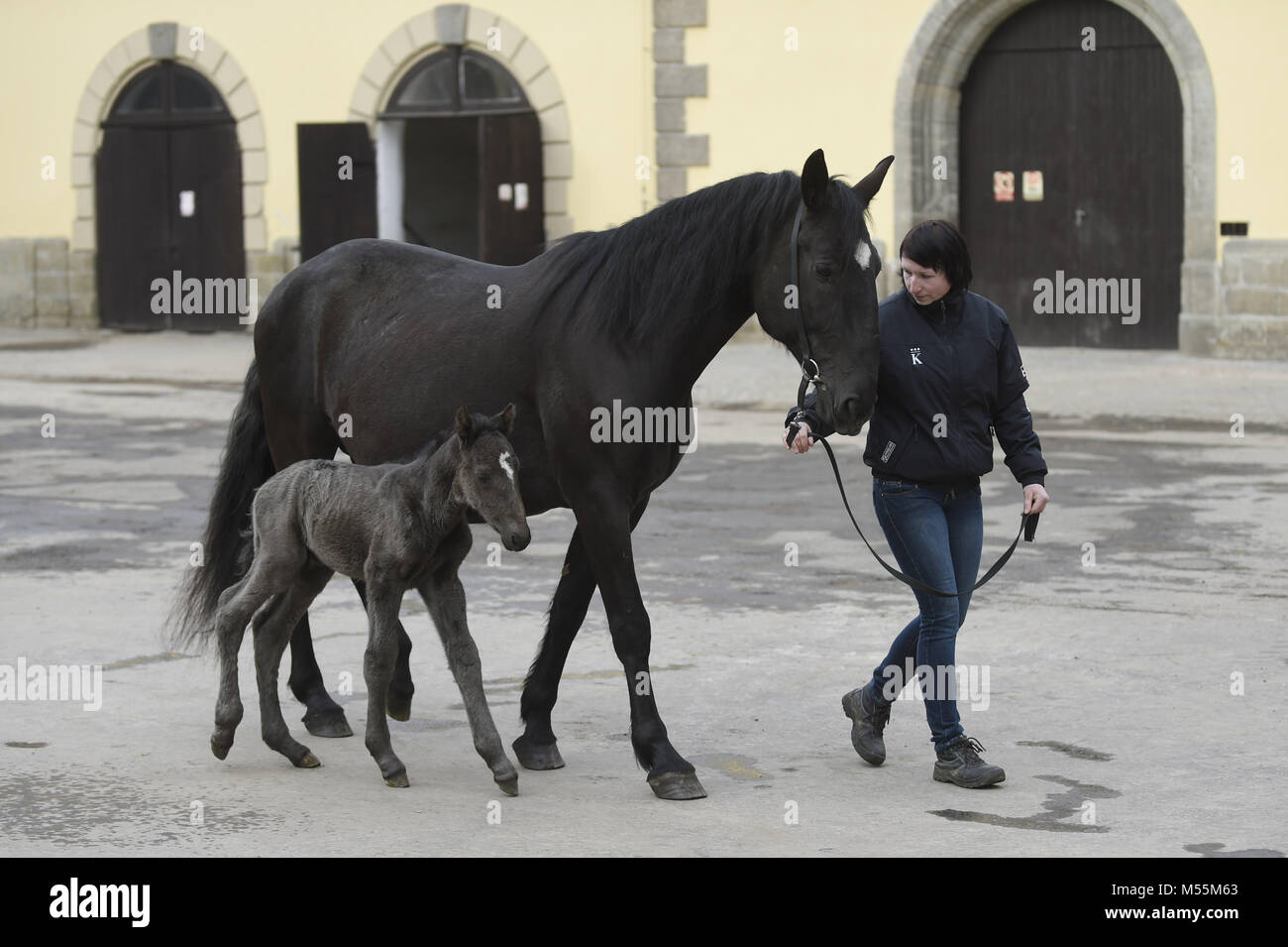 Slatinany, Czech Republic. 20th Feb, 2018. The second foal of the ...