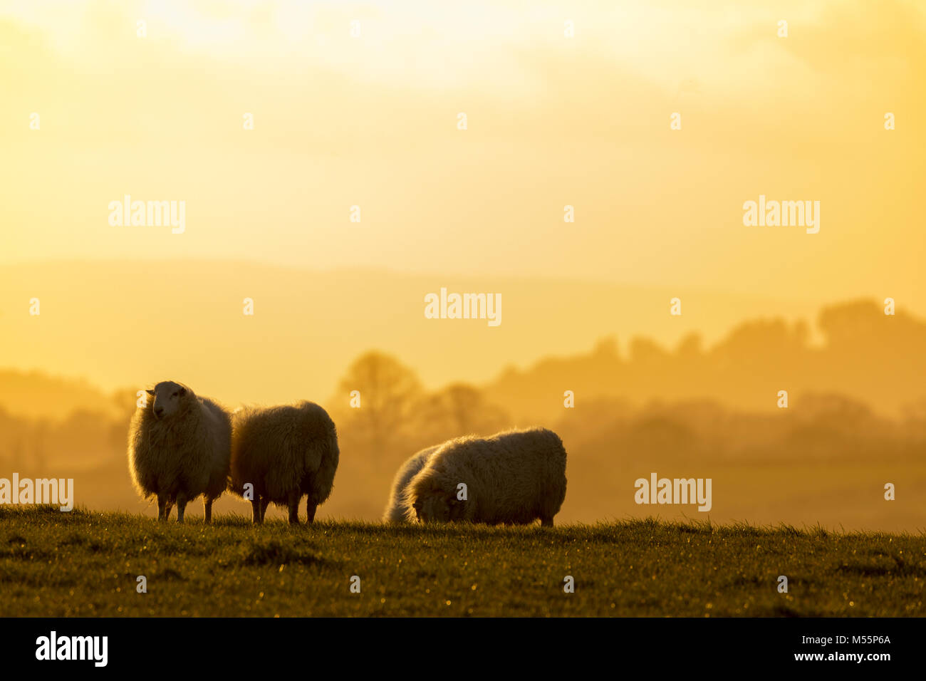 Sheep herd grazing as the sun sets over a upland sheep farm near to the ...