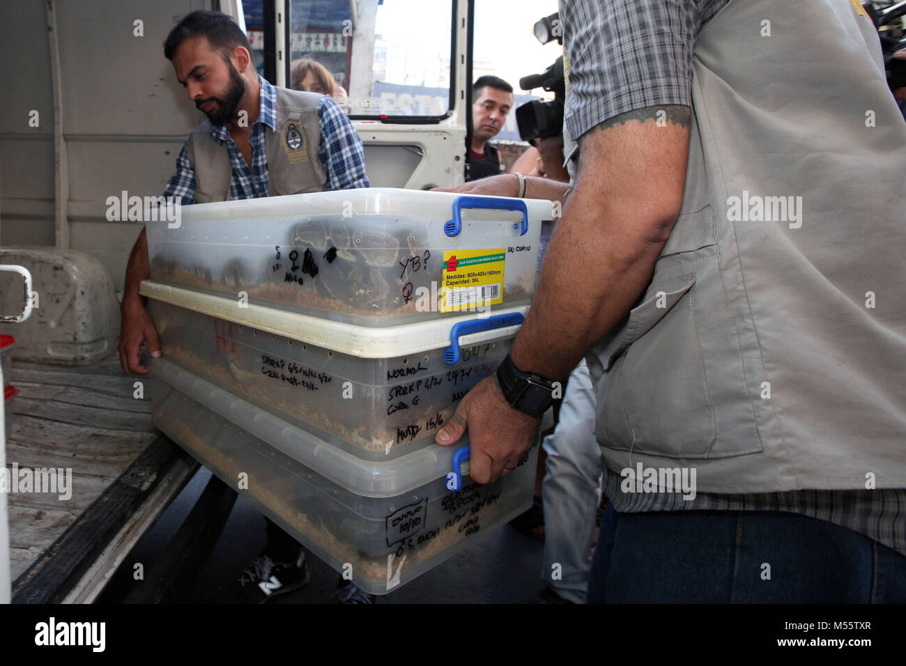 Snakes eggs hi-res stock photography and images - Alamy