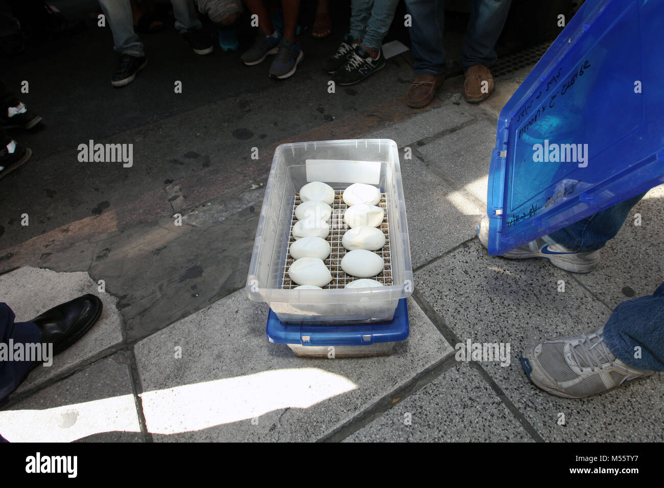 Snakes eggs hi-res stock photography and images - Alamy