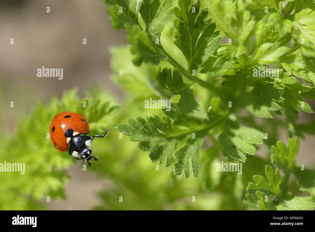 Coccinellidae hi-res stock photography and images - Alamy
