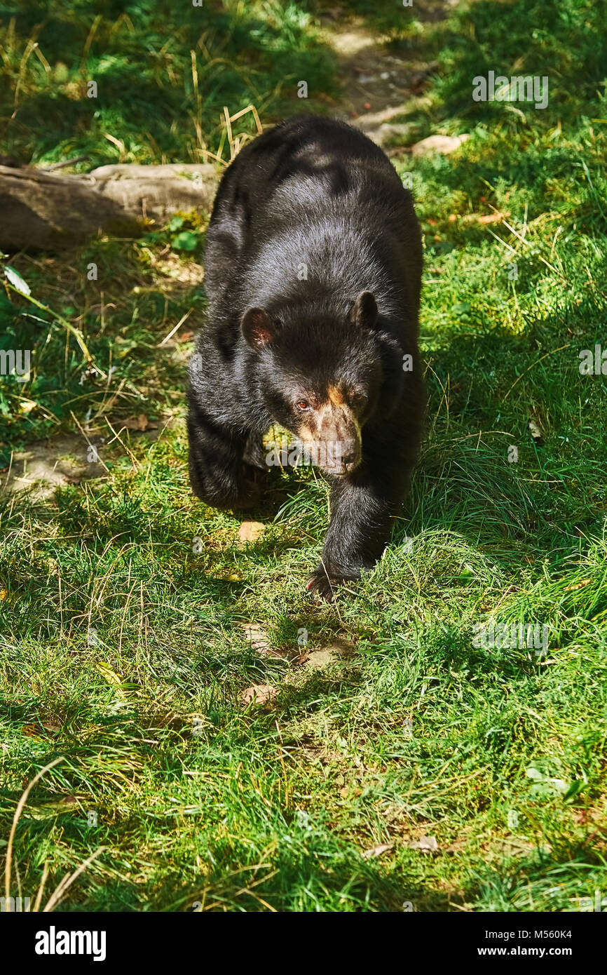 Asian Black Bear Stock Photo - Alamy