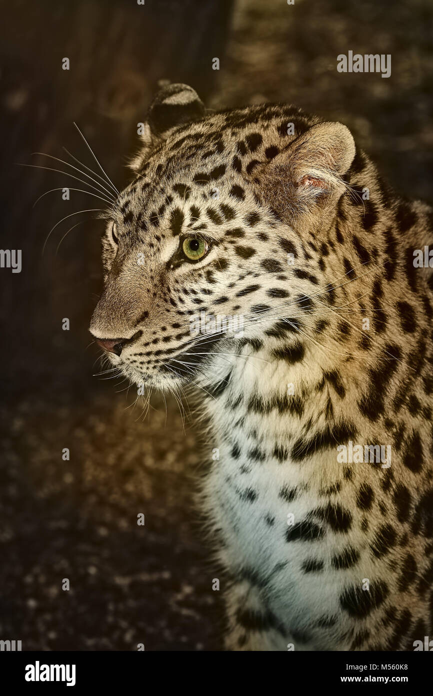 Leopard (Panthera Pardus Stock Photo - Alamy
