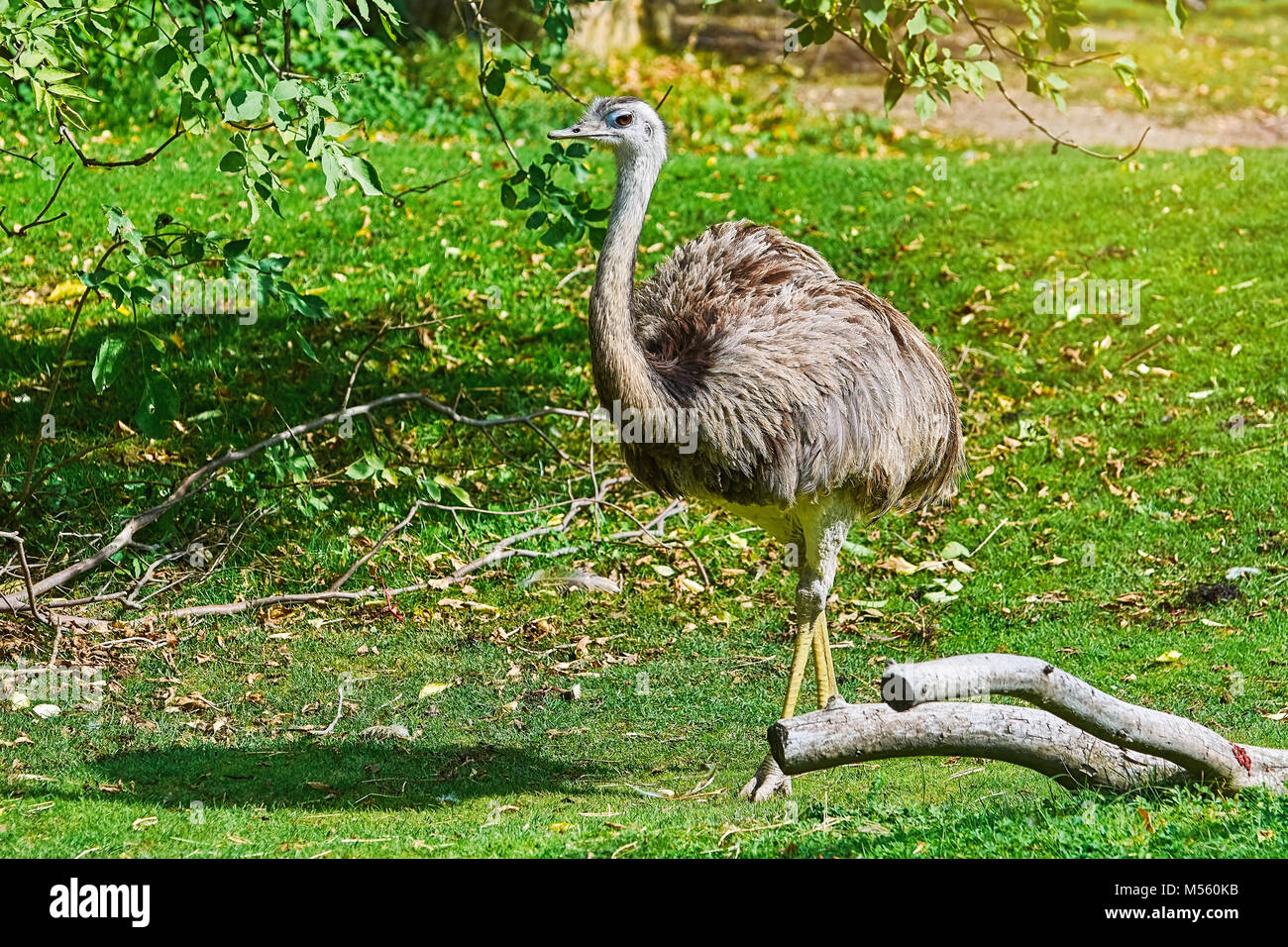 Greater Rhea (Rhea Americana Stock Photo - Alamy