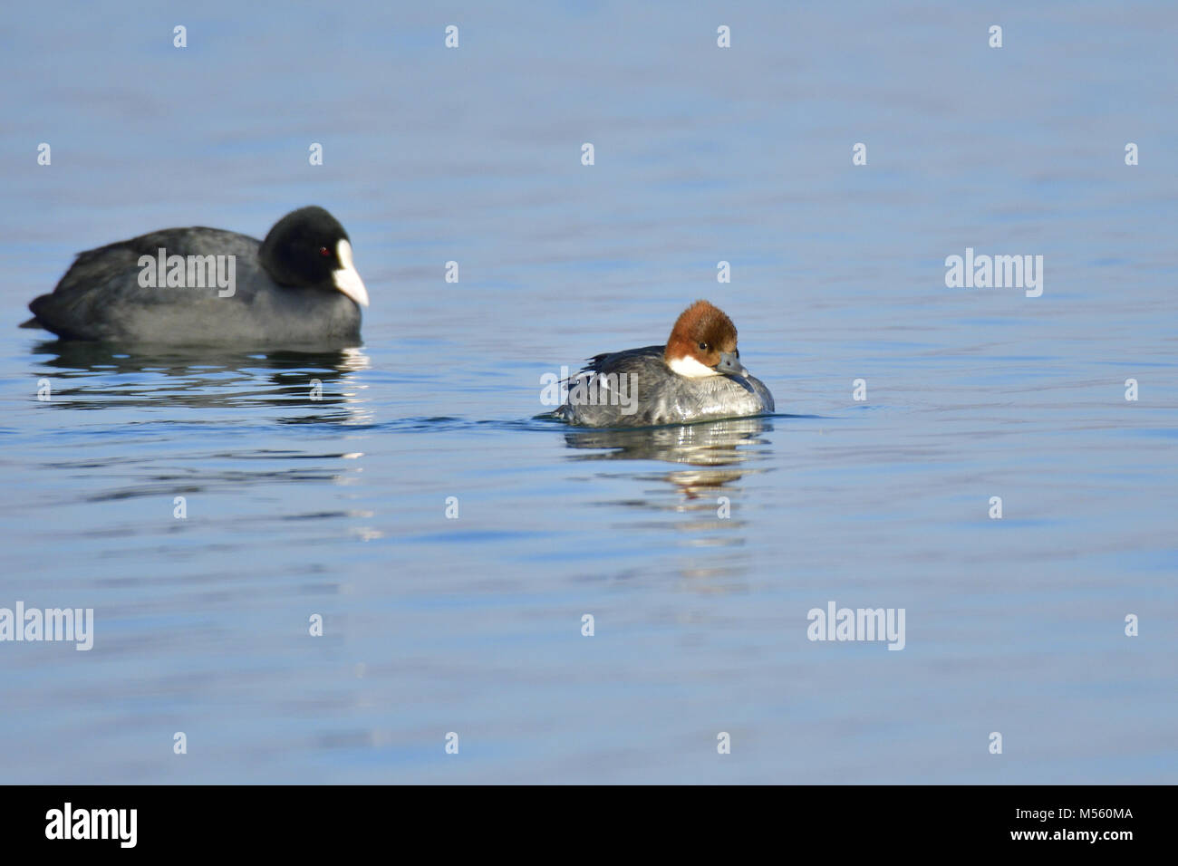 Smew female hi-res stock photography and images - Alamy