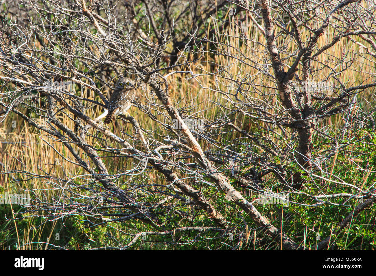 A small Patagonian (Austral) Pygmy Owl, Glaucidium nana, camouflaged in ...