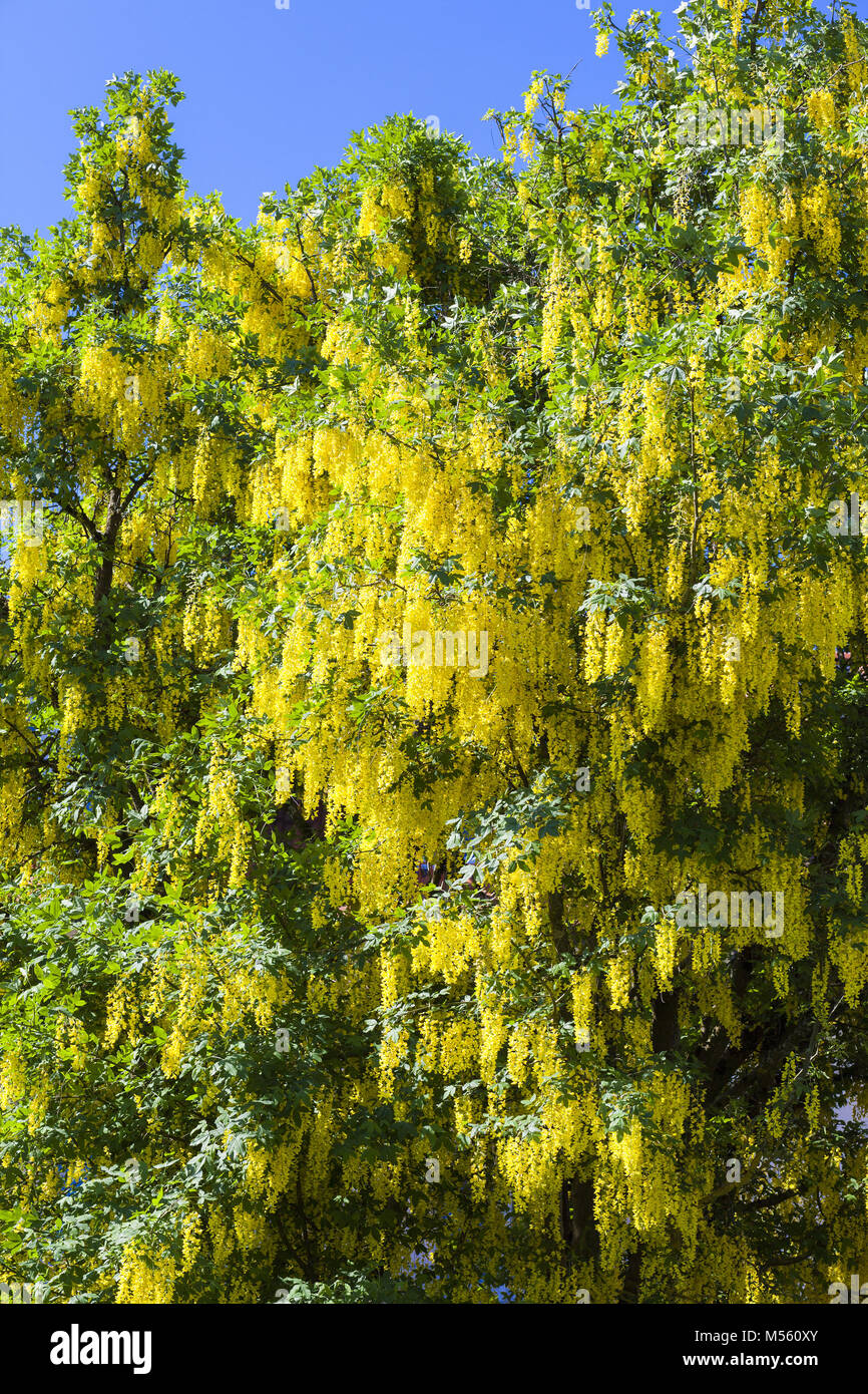 typical yellow laburnum Stock Photo - Alamy