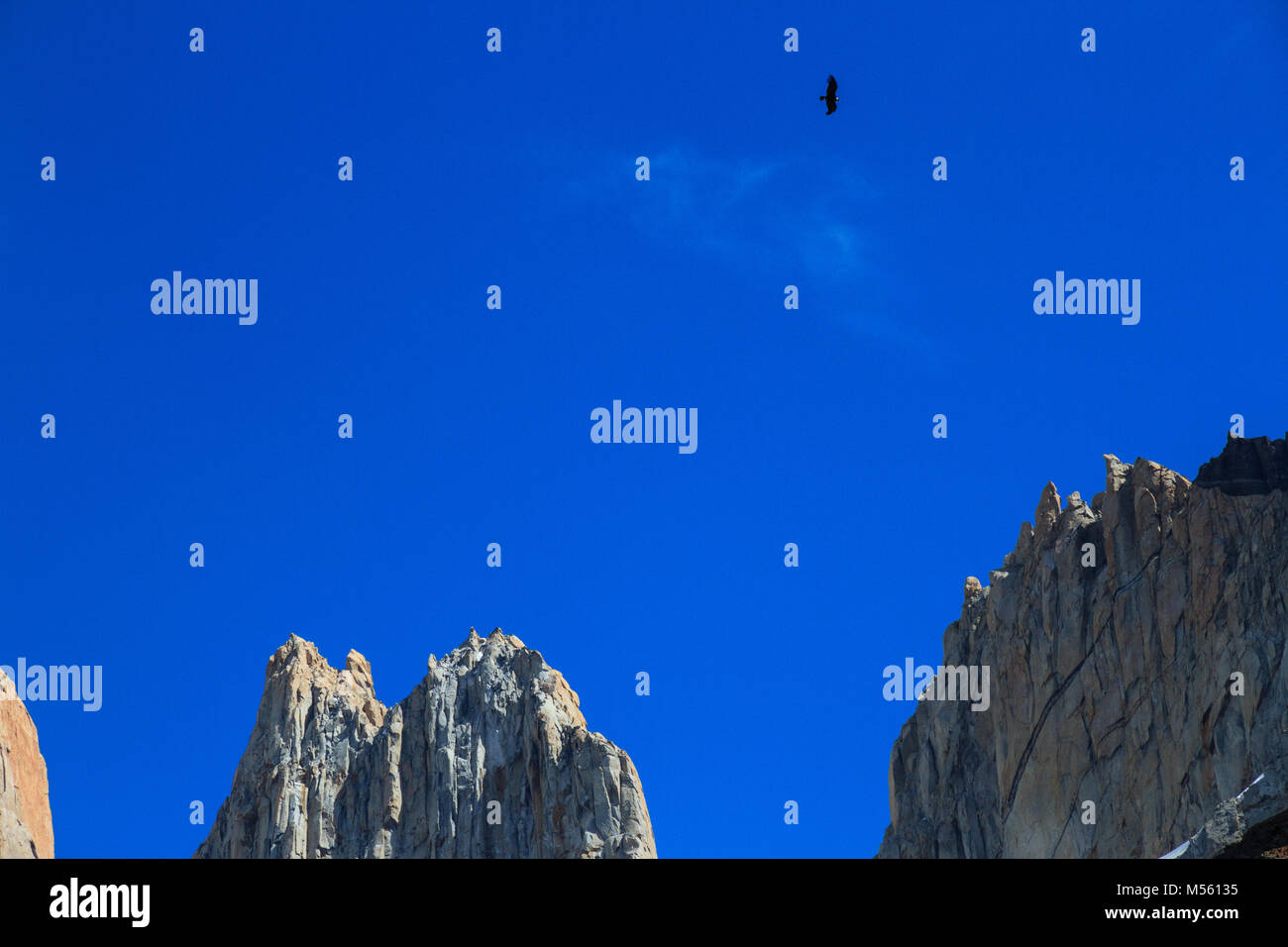 A solitary Andean condor (Vultur gryphus) circling high above the three ...