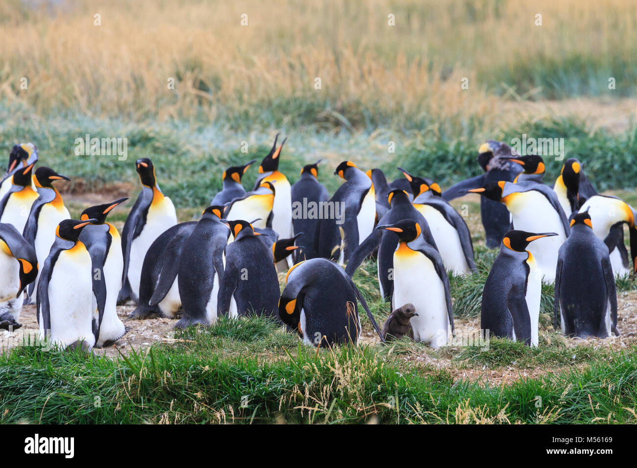 A large colony of King Penguins (Aptenodytes patagonicus) resting in ...