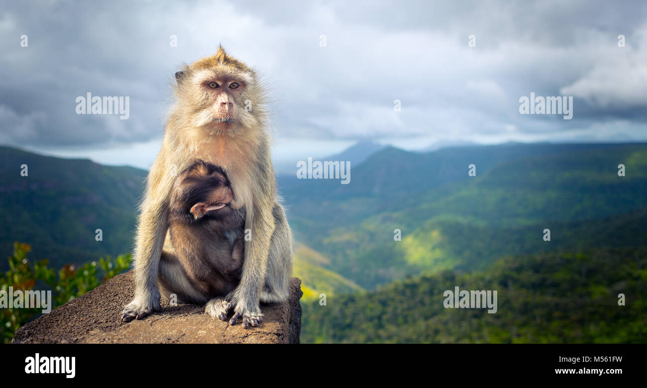Monkeys at the Gorges viewpoint. Mauritius. Panorama Stock Photo - Alamy