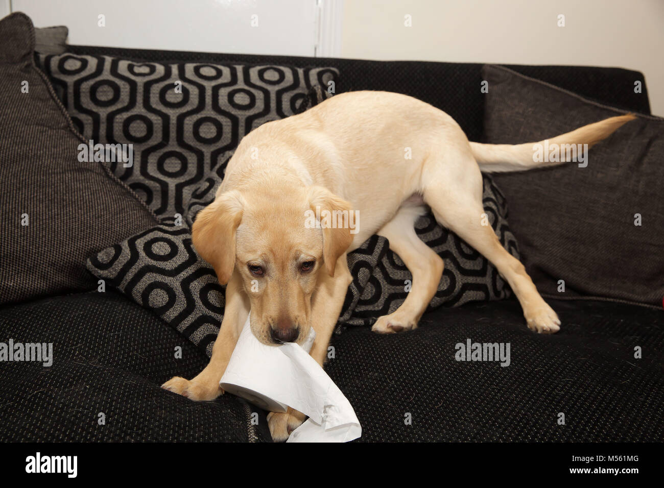 A Golden Labrador five month old puppy plays on a settee with a toilet ...