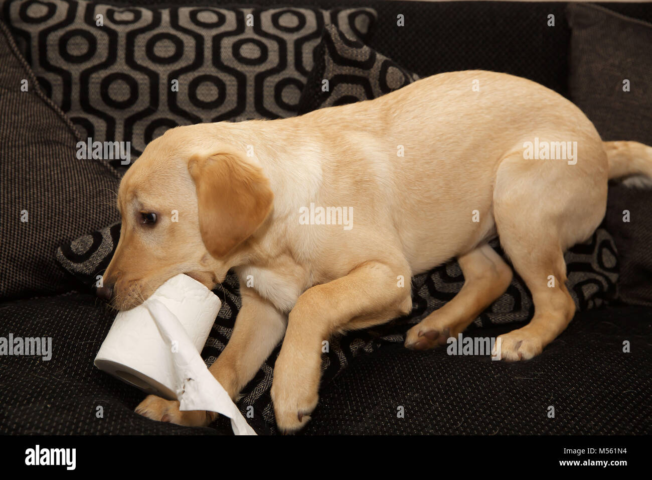 Andrex Toilet Tissue High Resolution Stock Photography and Images - Alamy
