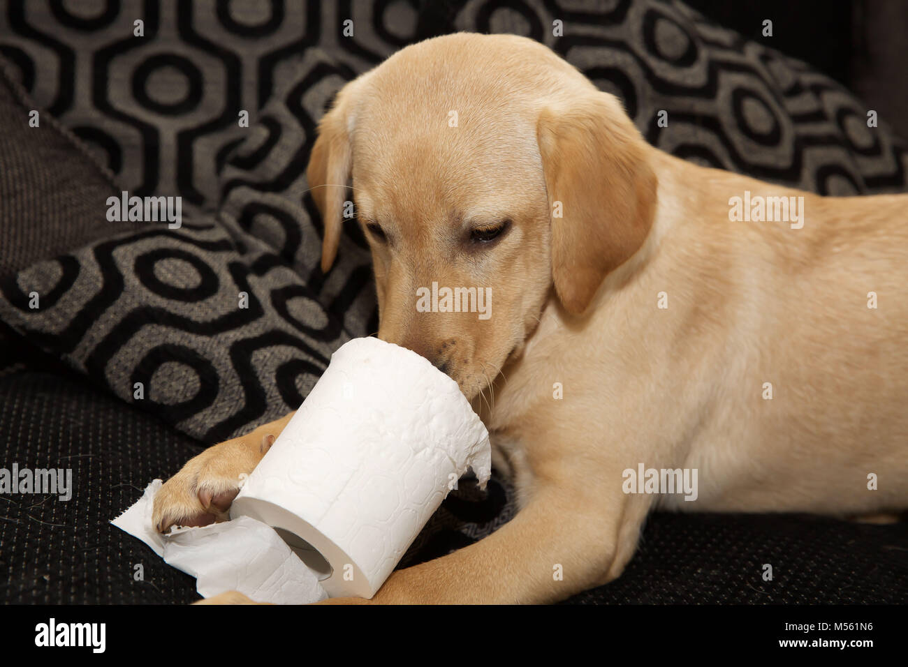 A Golden Labrador five month old puppy plays on a settee with a toilet ...