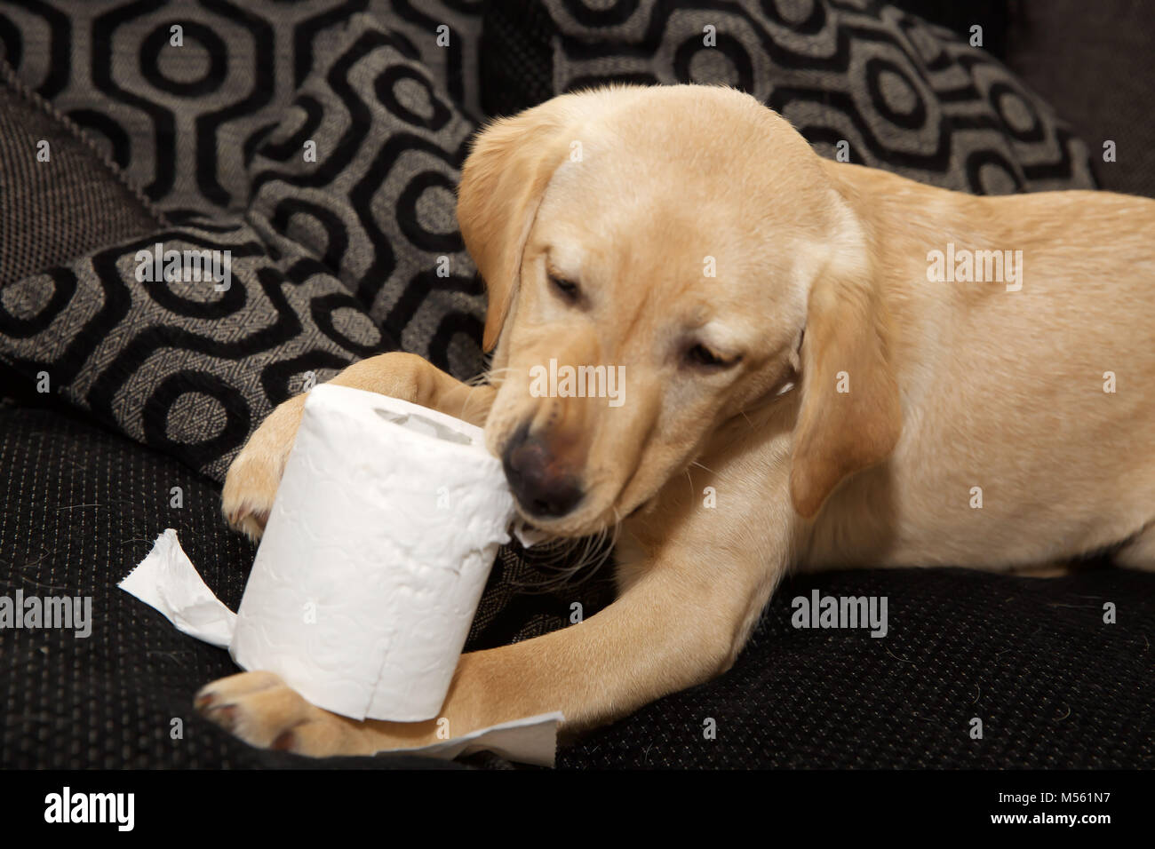 A Golden Labrador five month old puppy plays on a settee with a toilet ...