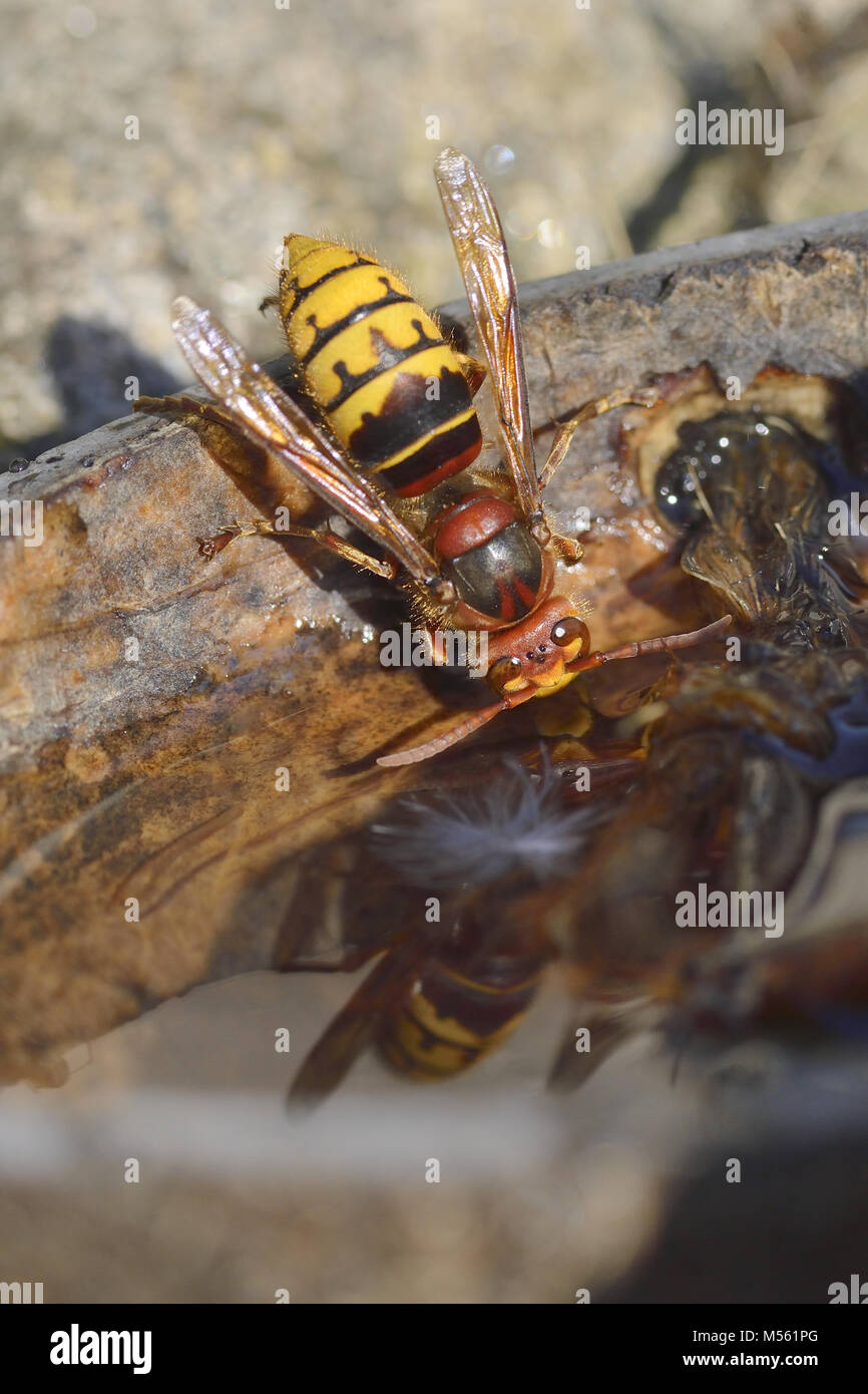 Honeycomb hornet hi-res stock photography and images - Alamy