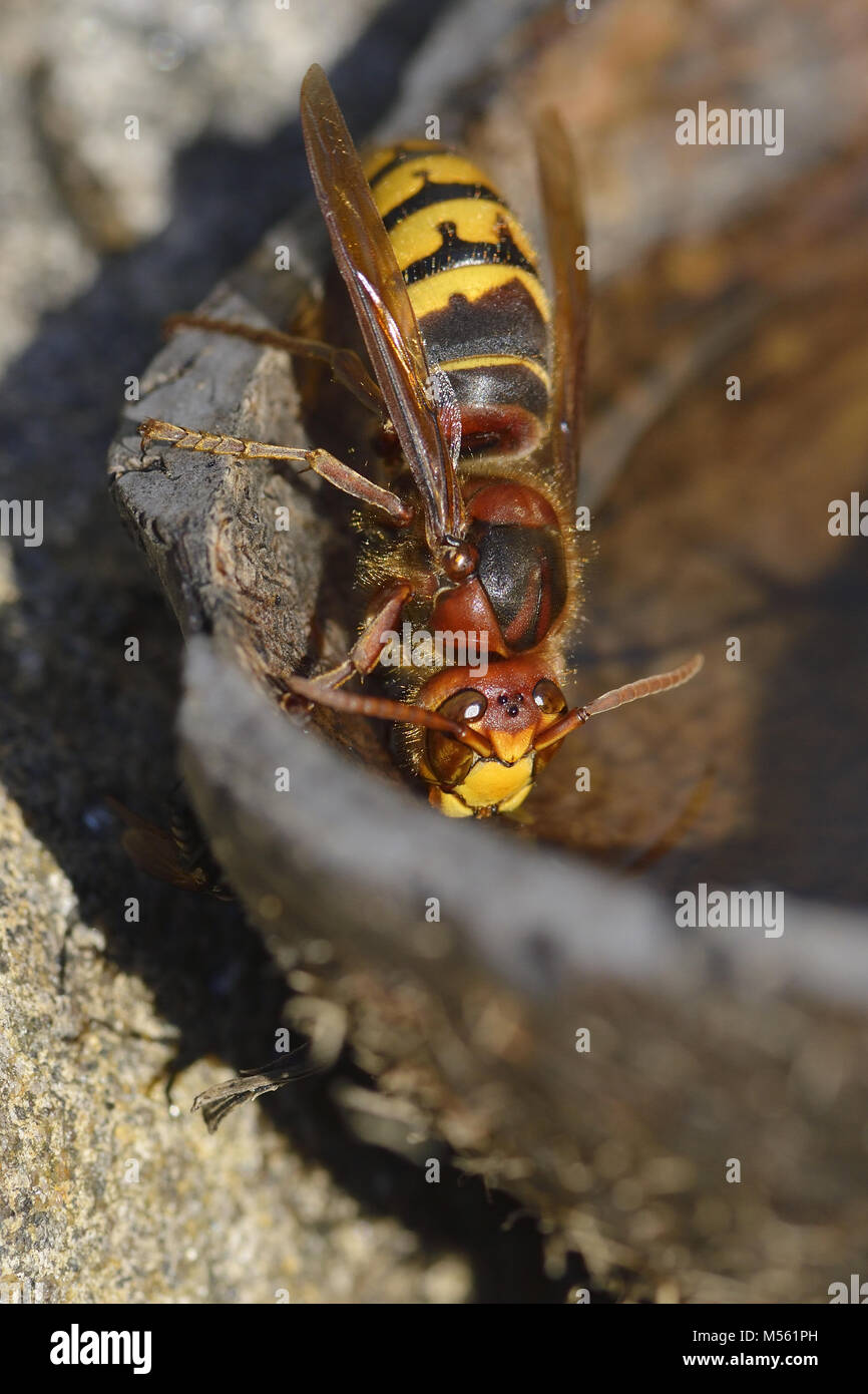 Honeycomb hornet hi-res stock photography and images - Alamy
