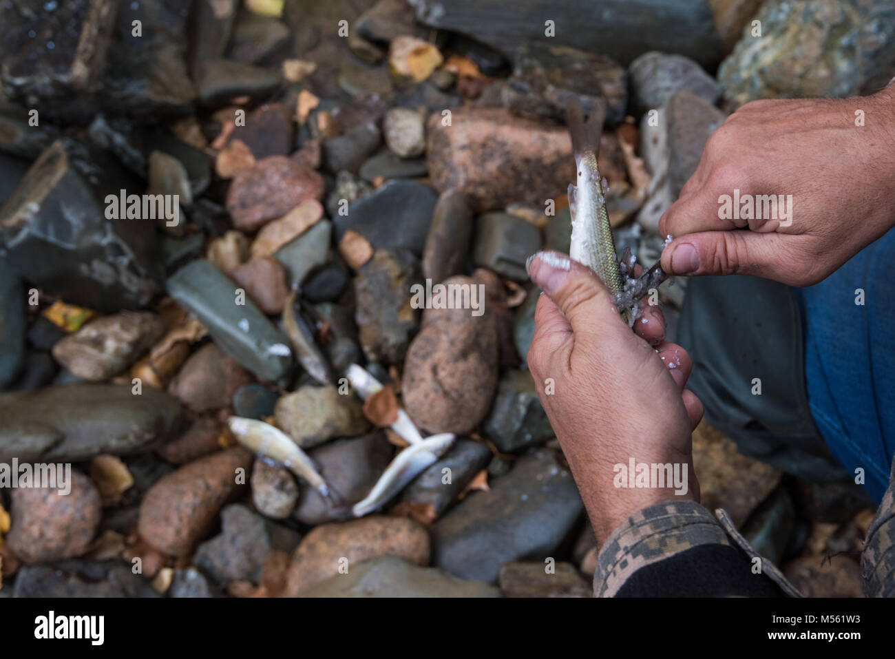 Fisherman cleaning fish Stock Photo - Alamy