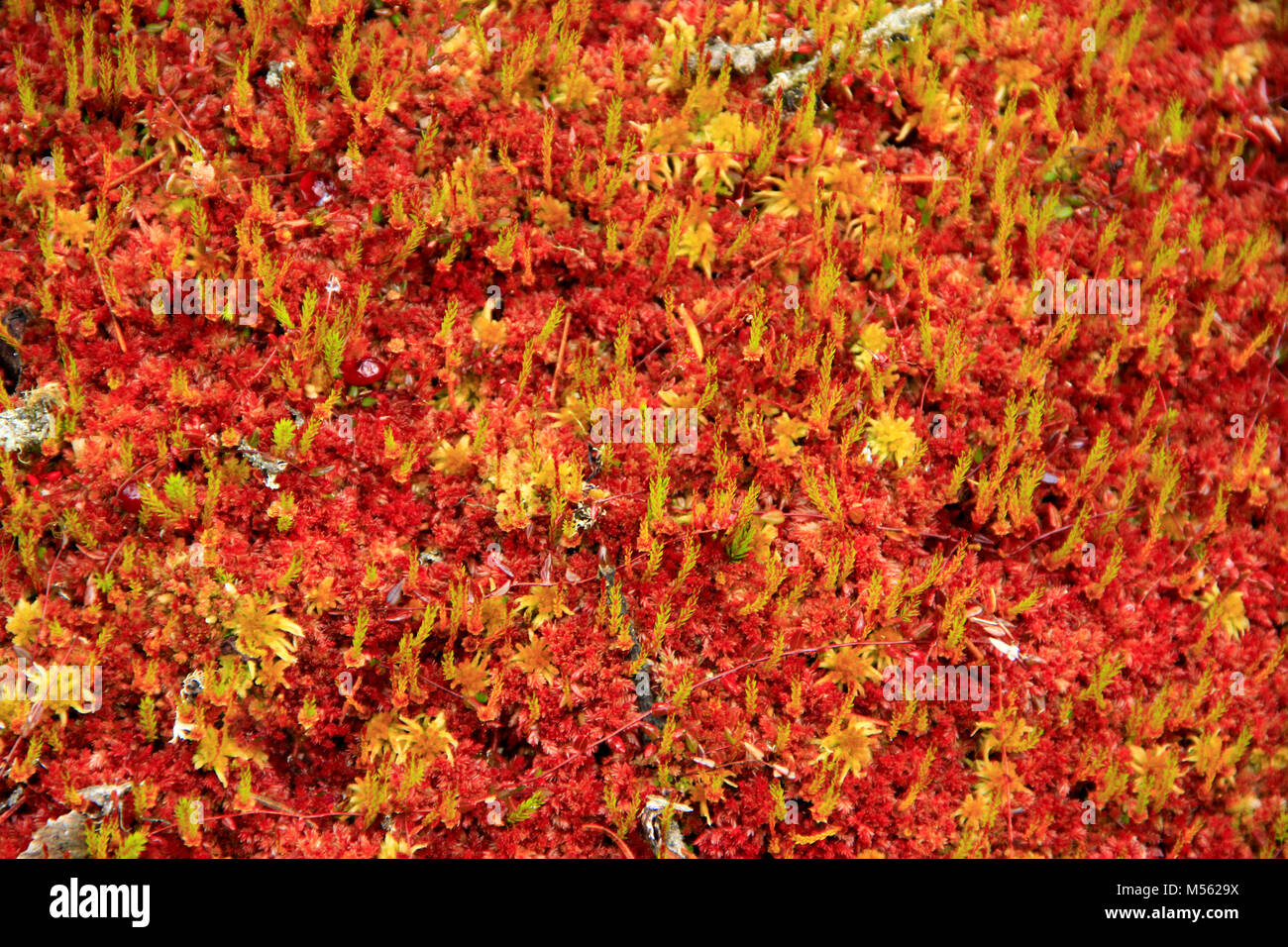 moss red on the swamp Stock Photo - Alamy