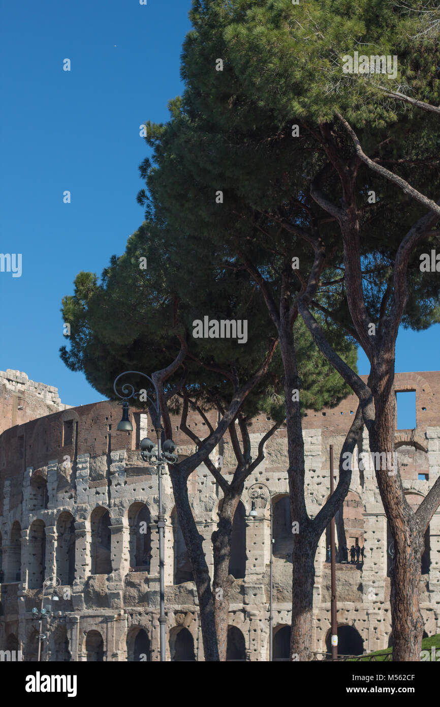 A line of maritime pine trees with the Coliseum and blue sky behind ...