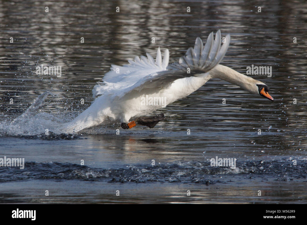 Flying swan hi-res stock photography and images - Alamy