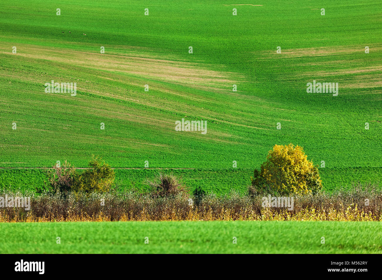 Famous moravian fields - Czech Republic Stock Photo - Alamy