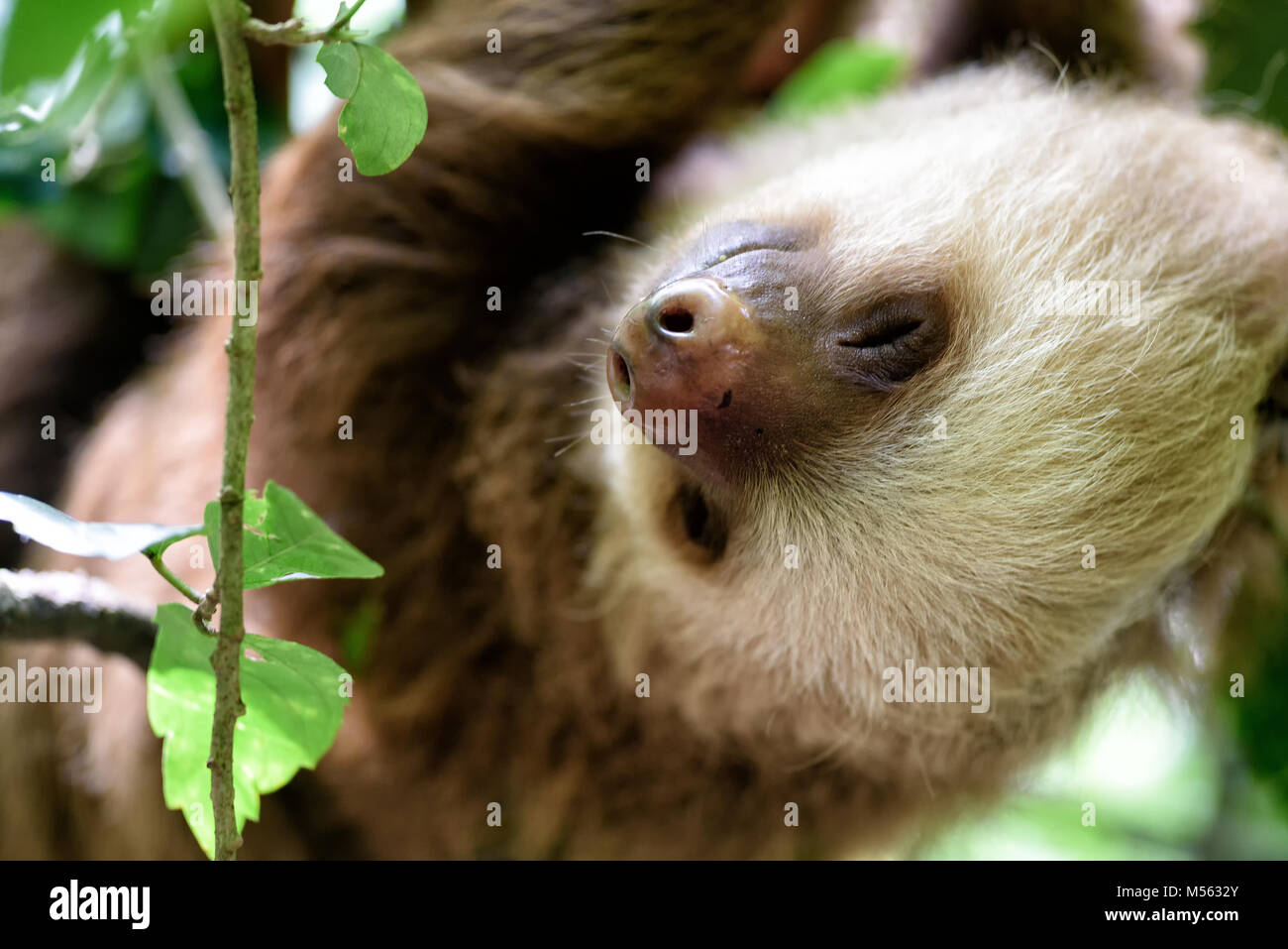 Unau hi-res stock photography and images - Alamy