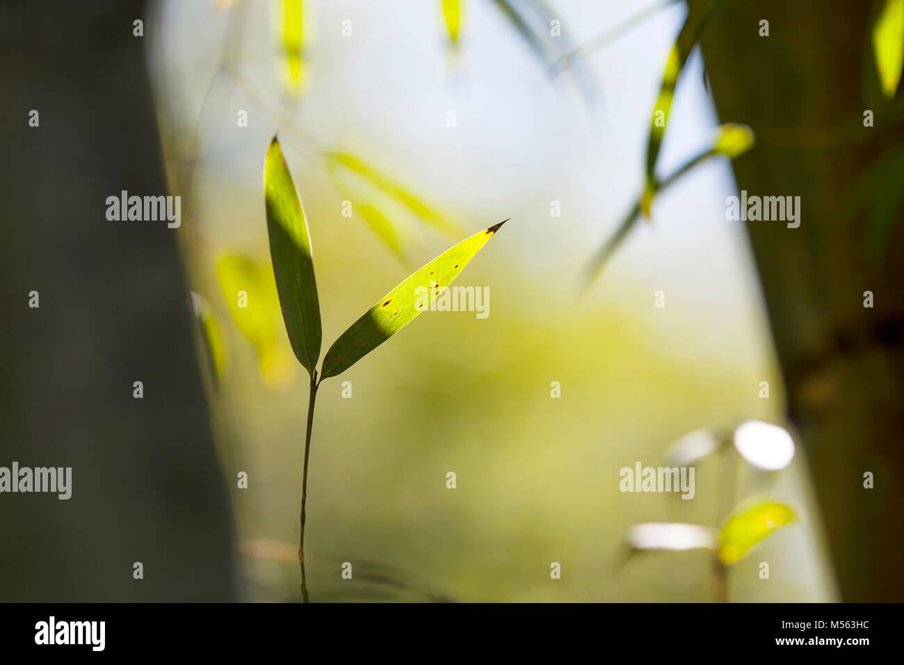 The beautiful Bamboo forest in forest with nice color Stock Photo - Alamy