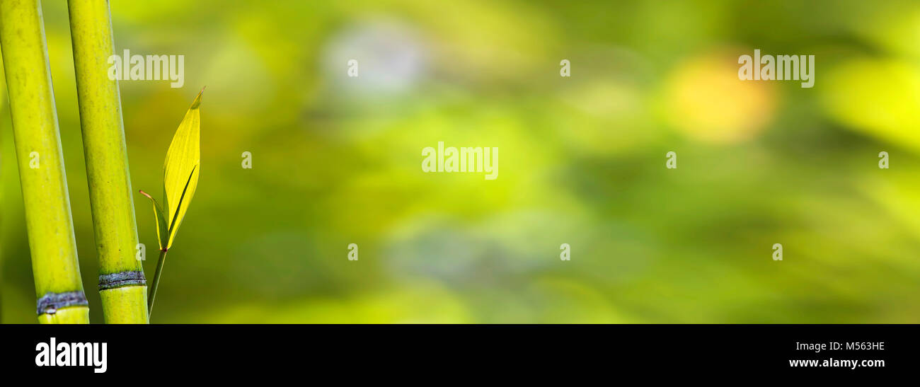 The beautiful Bamboo forest in forest with nice color Stock Photo - Alamy