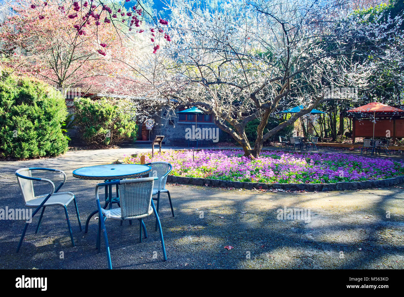 the Shadows of Plum Trees on Green Grass with Plum Blossom Stock Photo ...