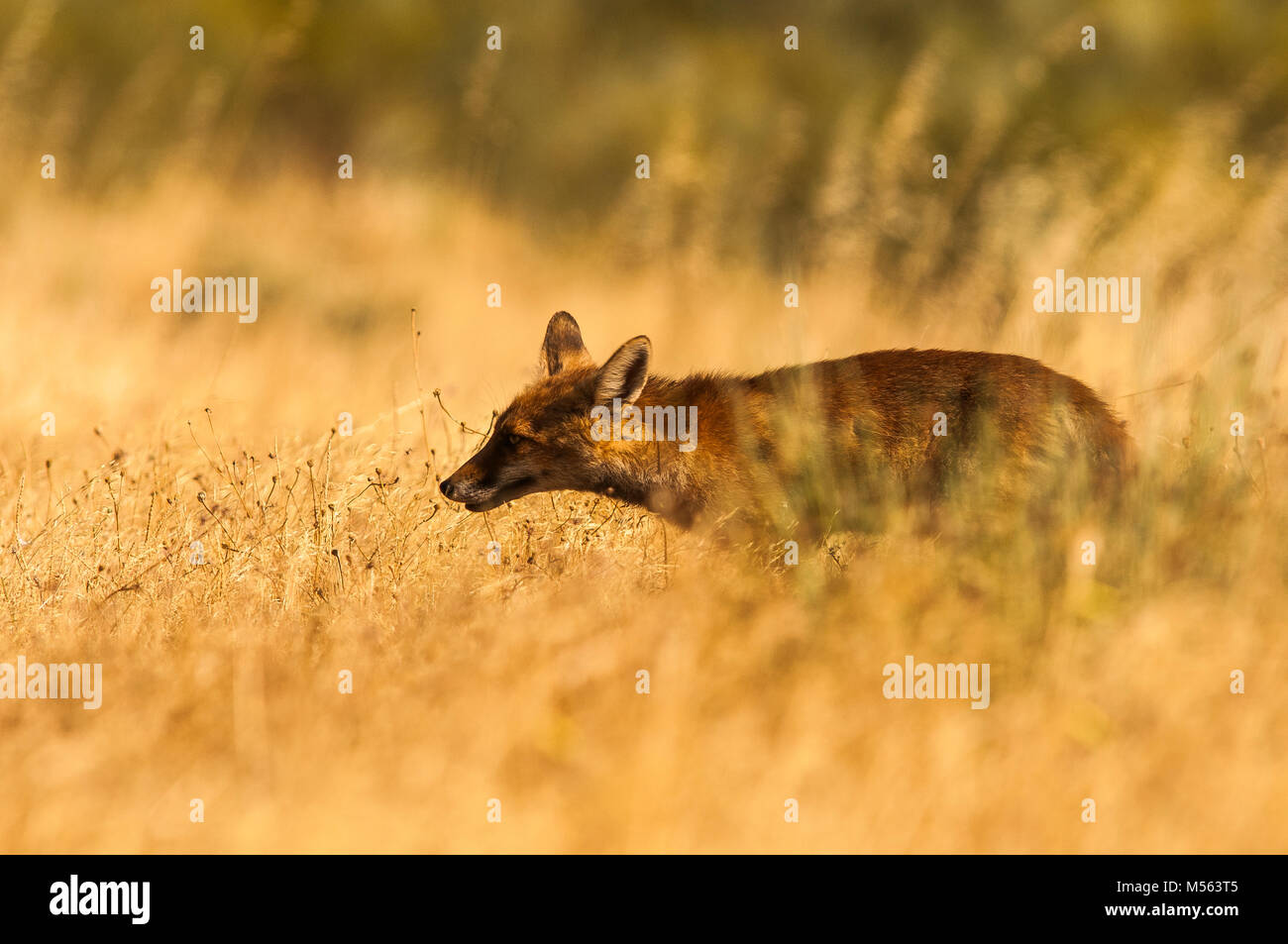 Fox (Vulpes vulpes) in spain, summer, draught Stock Photo - Alamy