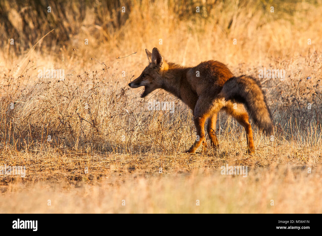 Red Fox (vulpes vulpes), dead sheep, territoril behaviour. Spain Stock ...