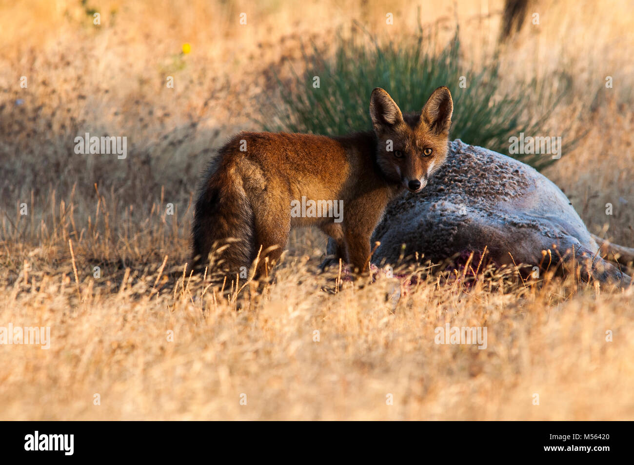 Red Fox (vulpes vulpes), dead sheep, territoril behaviour. Spain Stock ...