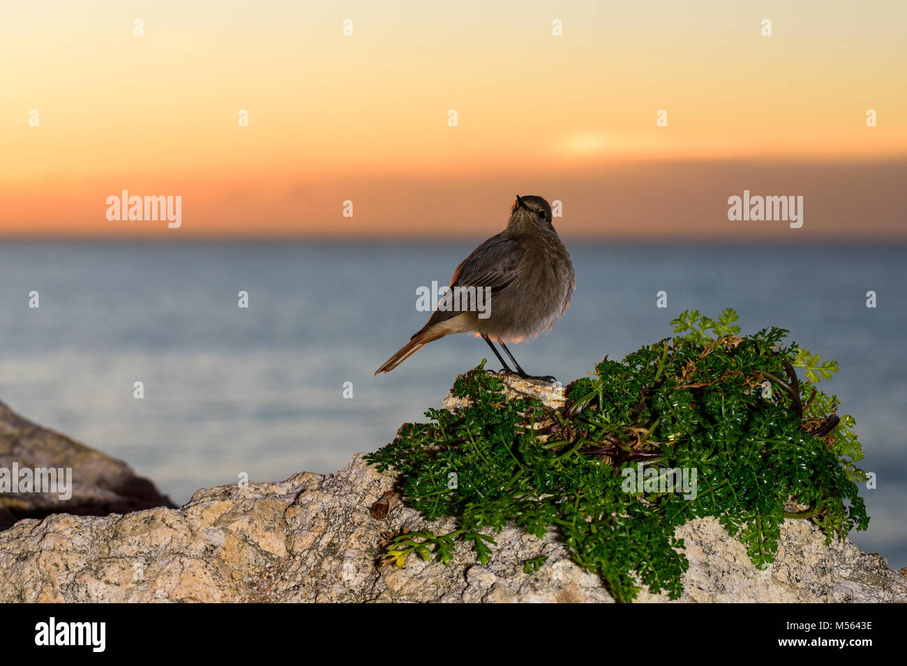 Black Redstart (Phoeninchurus ochruros) female, sunrise, catalonian ...
