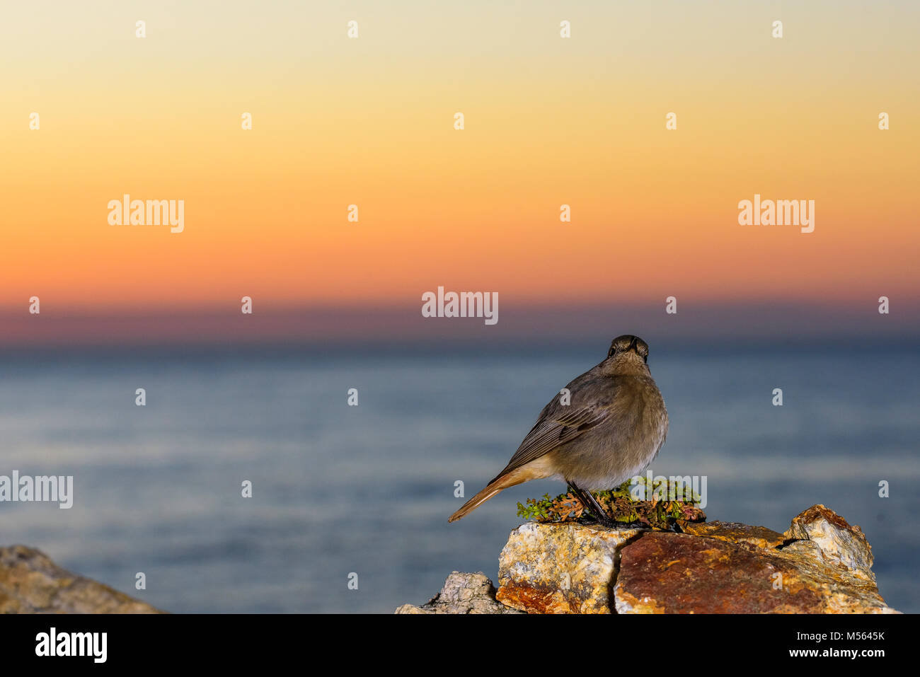 Black Redstart (Phoeninchurus ochruros) female, sunrise, catalonian ...