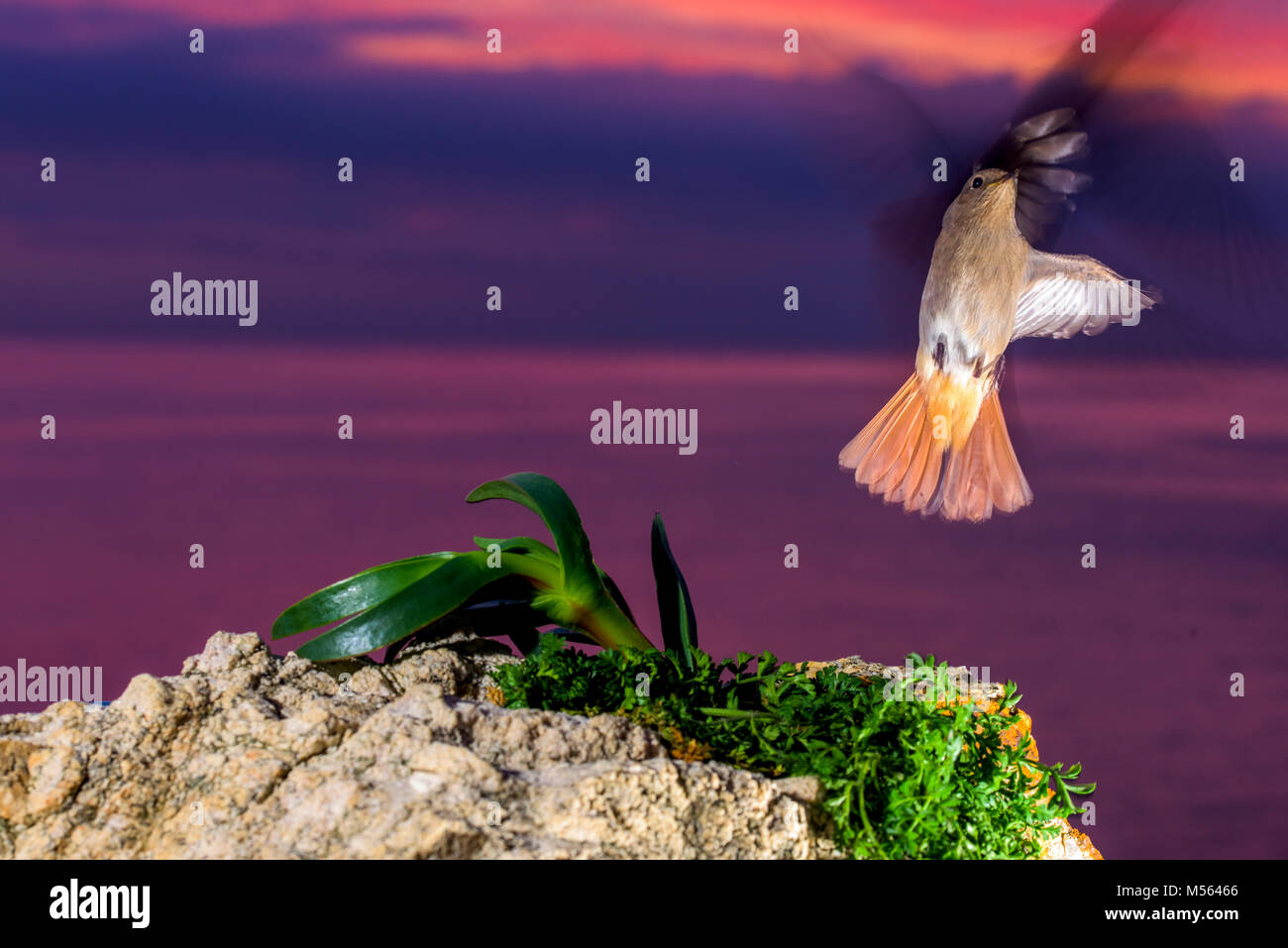 Black Redstart (Phoeninchurus ochruros) female, sunrise, catalonian ...