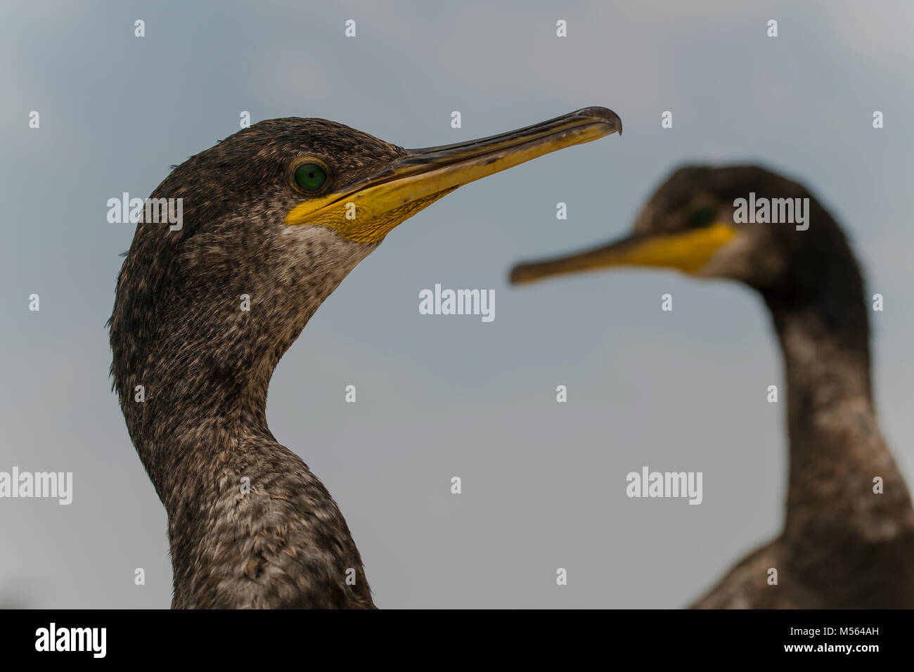Cormorants, European shag (Phalacrocorax aristotelis) in Roca Grossa ...