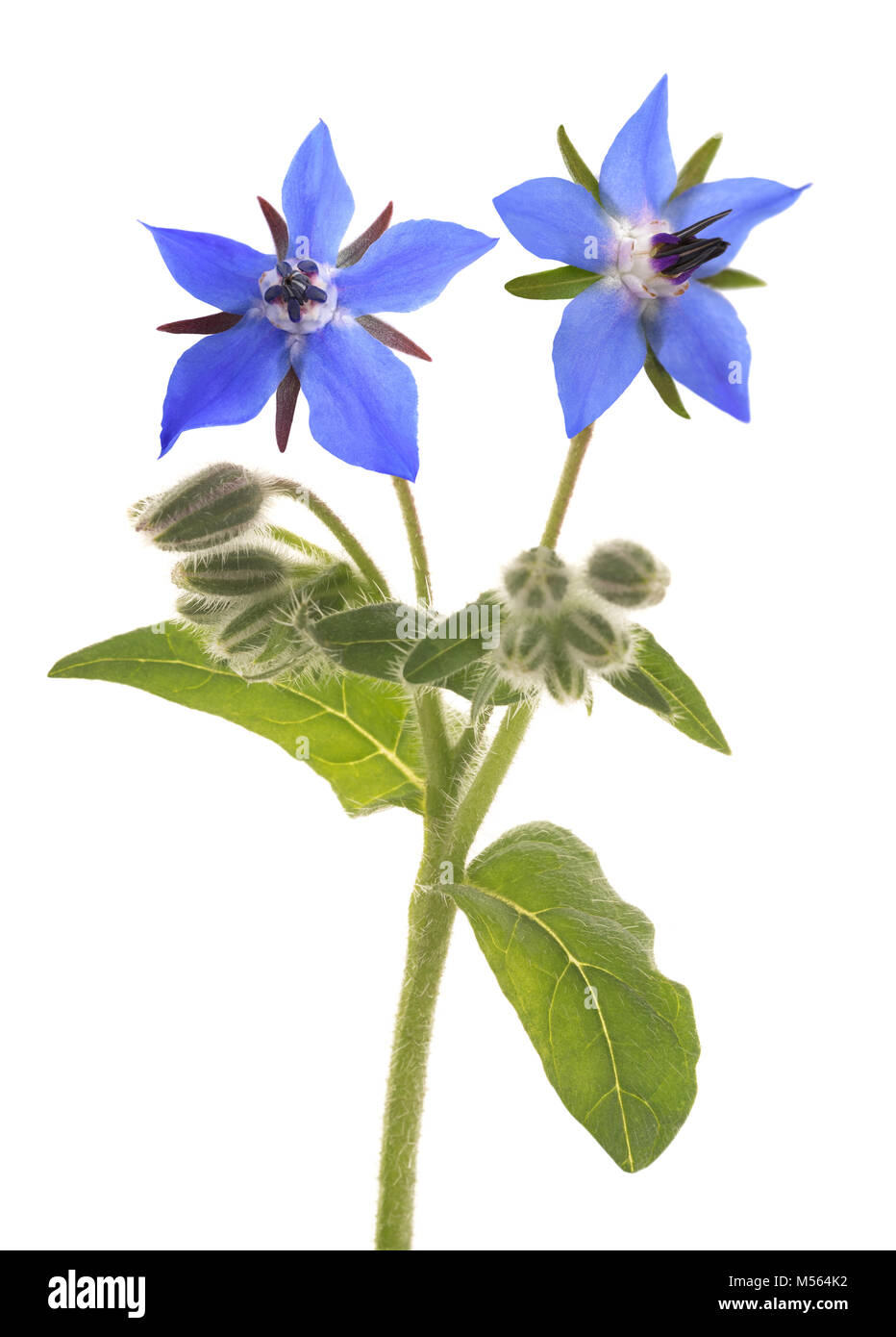 Borage plant (Borago officinalis) isolated on white background Stock ...