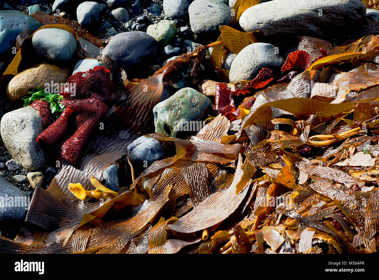 Sea weed chile hi-res stock photography and images - Alamy